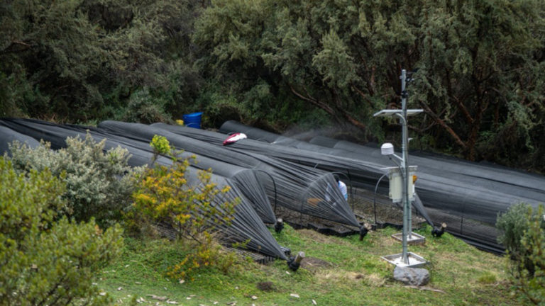 FONAG: un referente en la restauración ecológica de ecosistemas fuentes ...