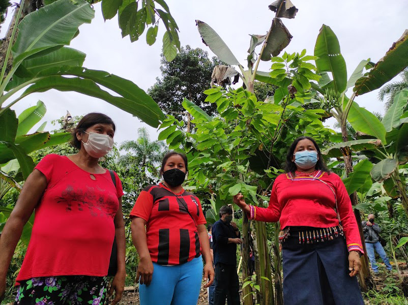 Interview to Indira Vargas: Ancestral knowledge against COVID-19 - Pago ...
