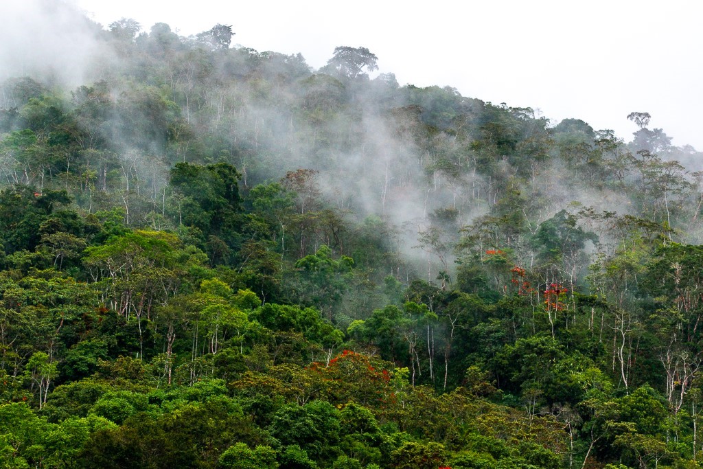 ECUADOR PRESENTA EL SEGUNDO NIVEL DE REFERENCIA DE EMISIONES FORESTALES ...