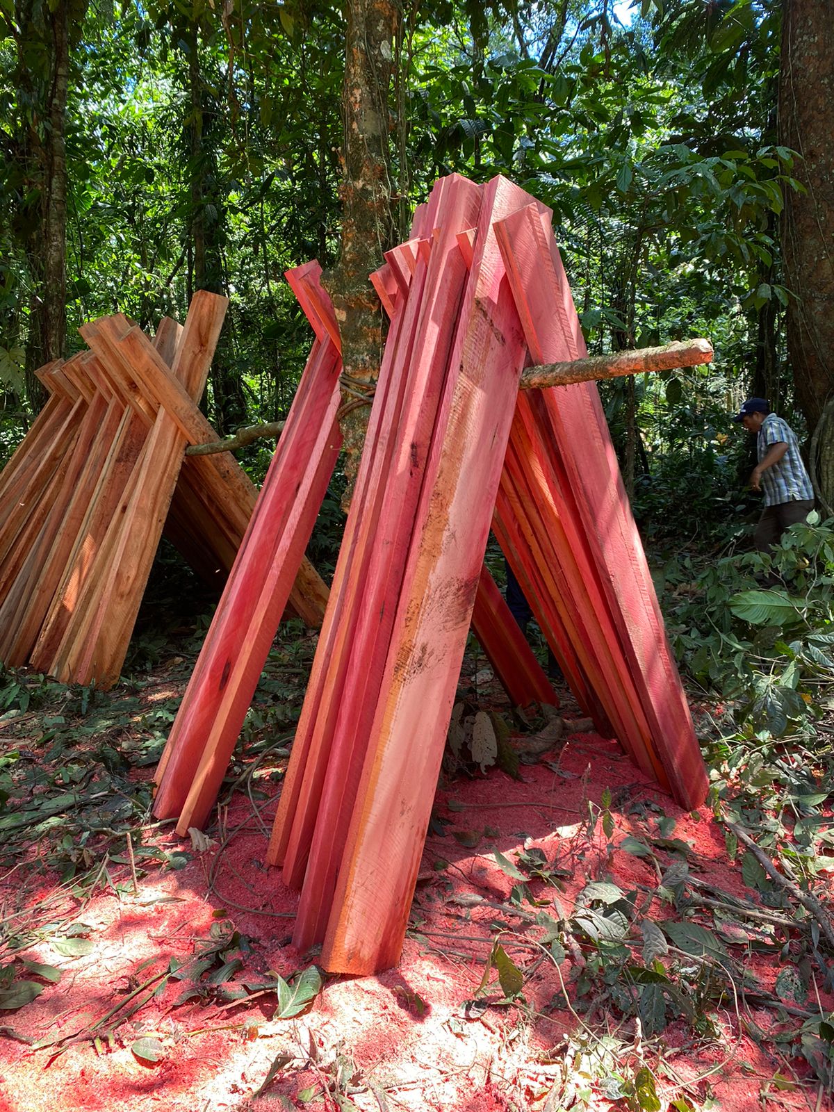 Centro de acopio y pre-secado de madera en San Luis de Kupatas, un ...